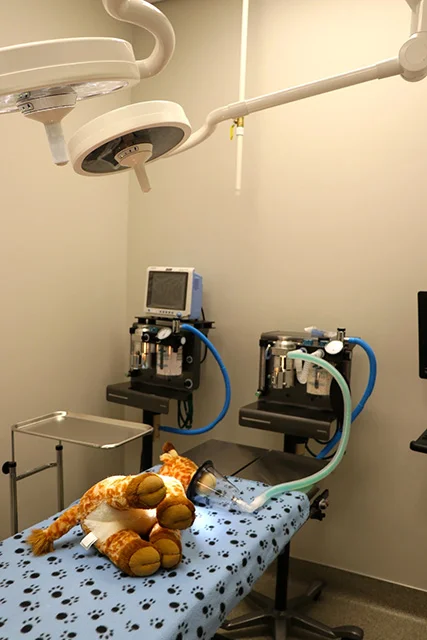 Surgery - Blue Oaks Veterinary Clinic, Willow Rock Pet Hospital
